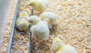 Anitox | Security Through Science